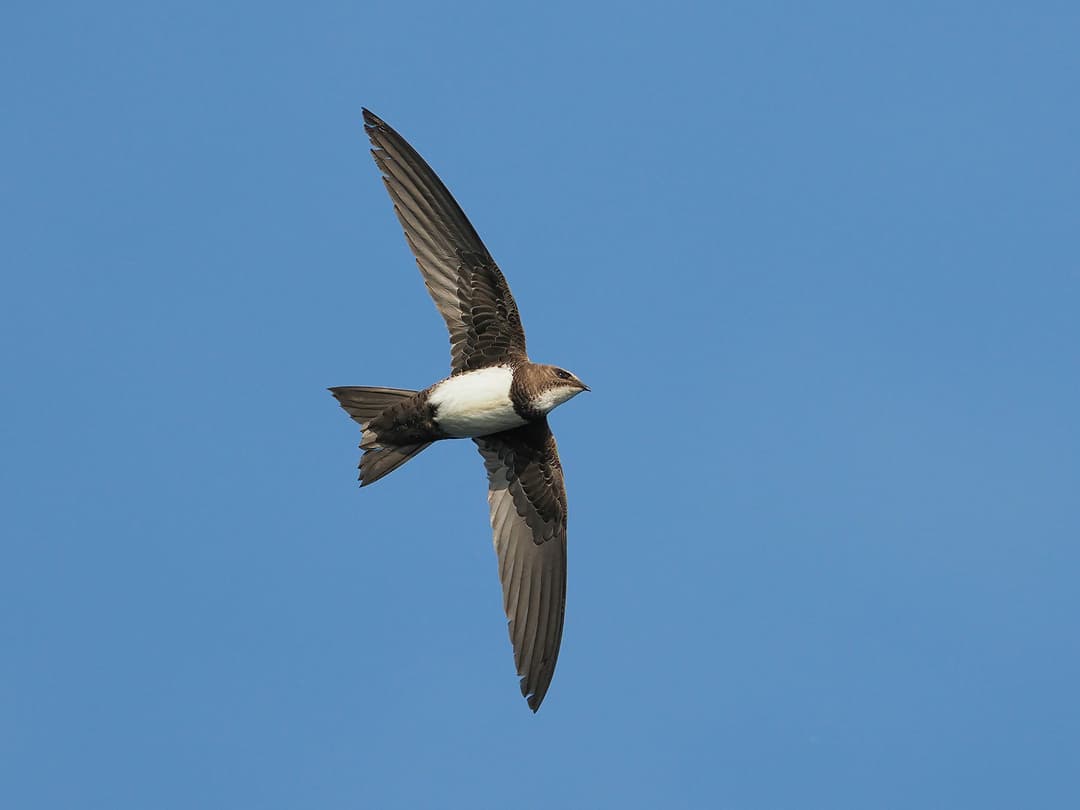 Alpine Swift | Birdfact