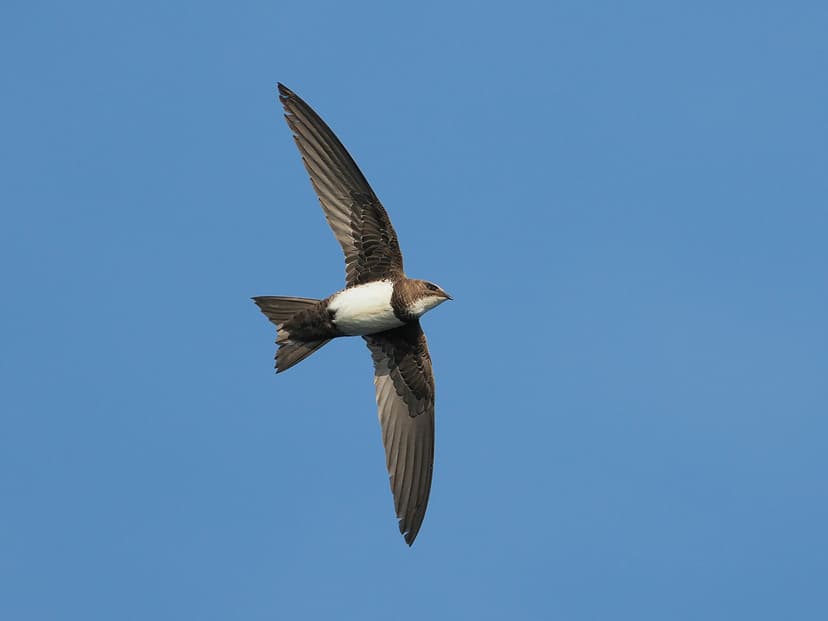 Alpine Swift | Birdfact