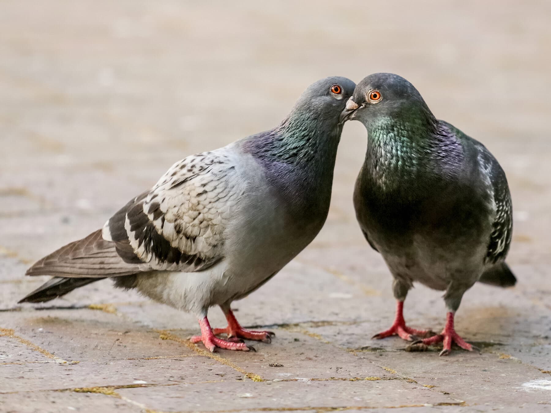 Baby Pigeons: All You Need To Know (With Pictures) | Birdfact