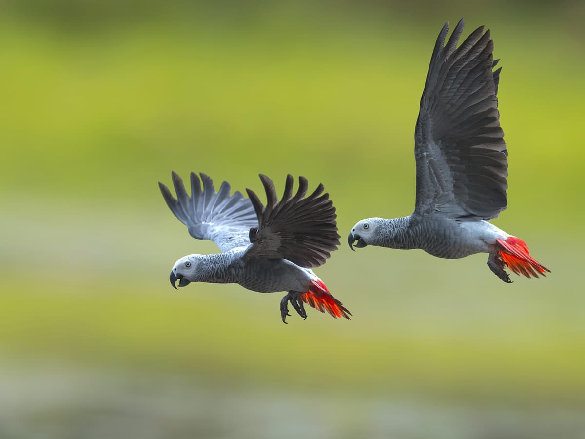 How Long Do African Greys Live? (African Grey Parrot Lifespan) | Birdfact