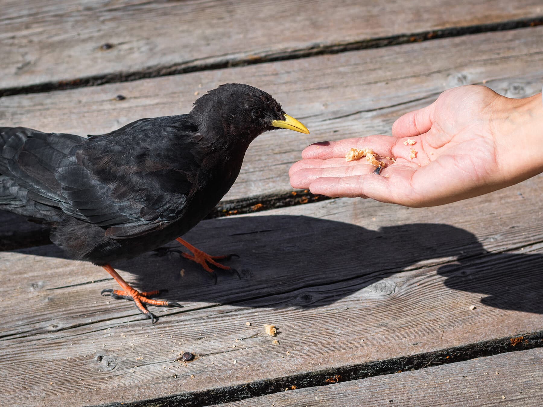 Alpine Chough | Birdfact