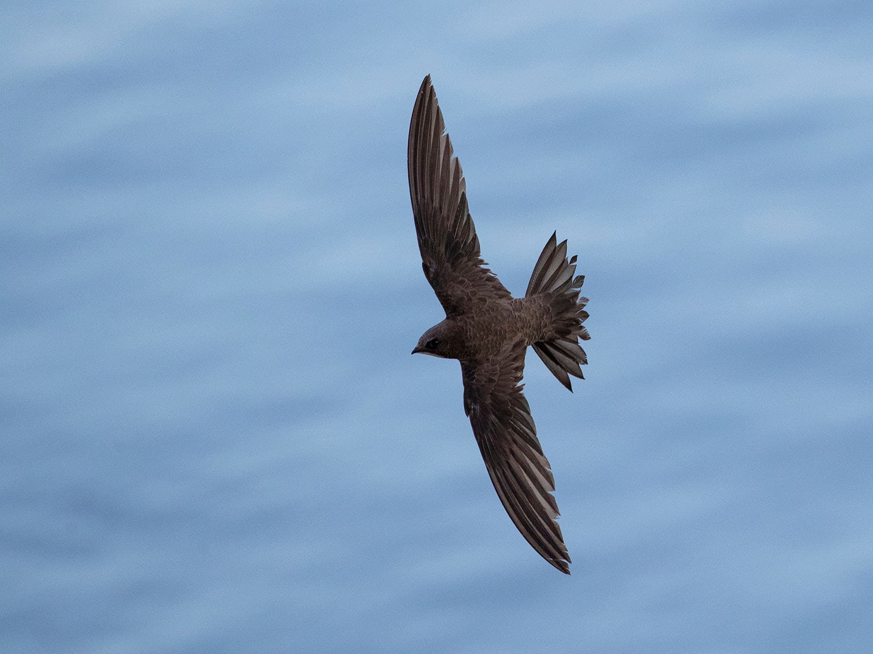 Alpine Swift | Birdfact