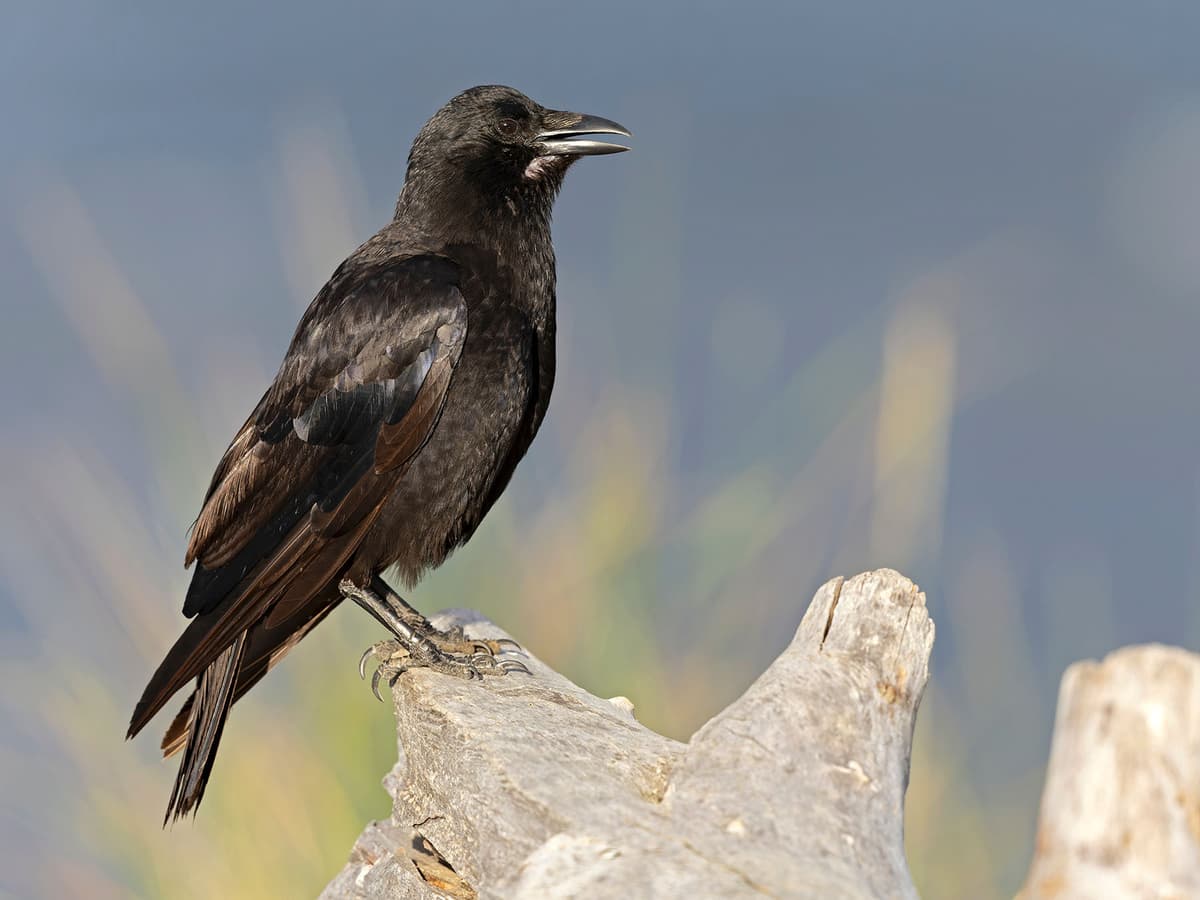 American Crow | Birdfact