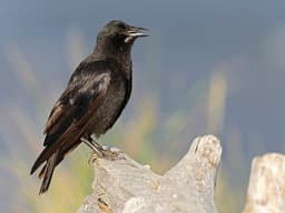 American Crow | Birdfact