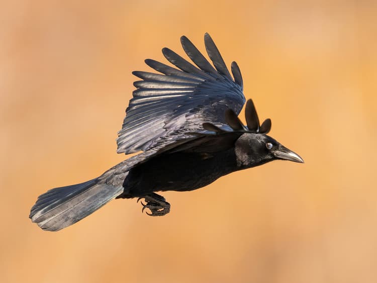 How Long Do Crows Live? Lifespan of Different Crow Species | Birdfact