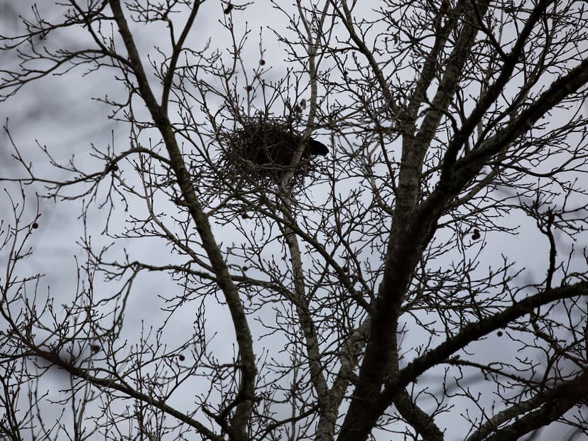 Crow Nesting (Behavior, Location, Eggs + FAQs) | Birdfact