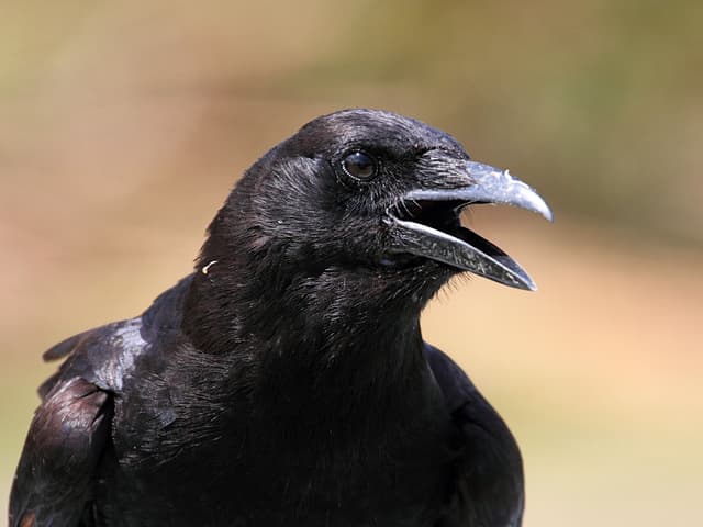 American Crow | Birdfact