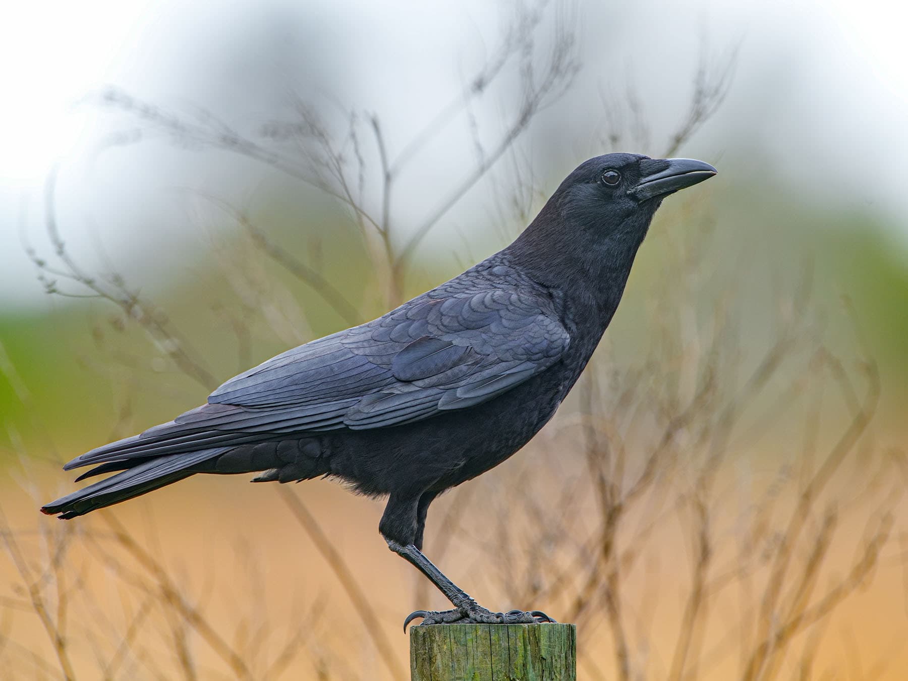 American Crow | Birdfact