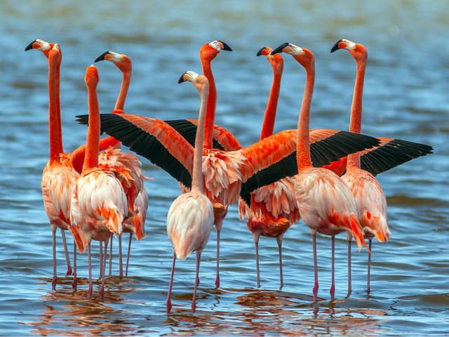Flamingo Migration: All About The Great Pink Voyage | Birdfact