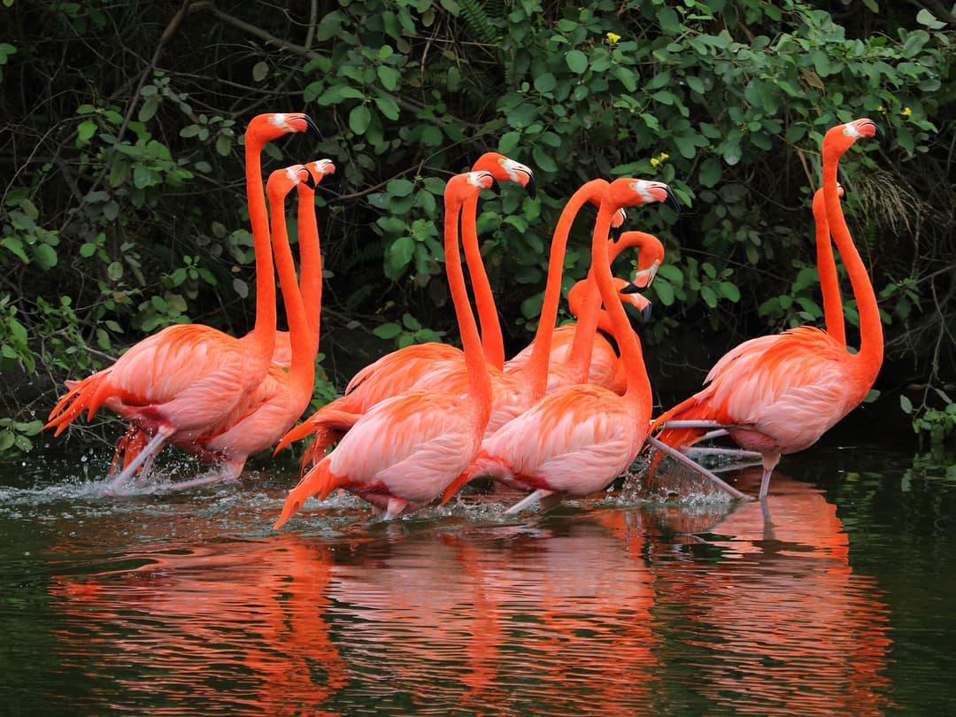Where Do Flamingos Live? (Habitat, Range + Distribution) | Birdfact