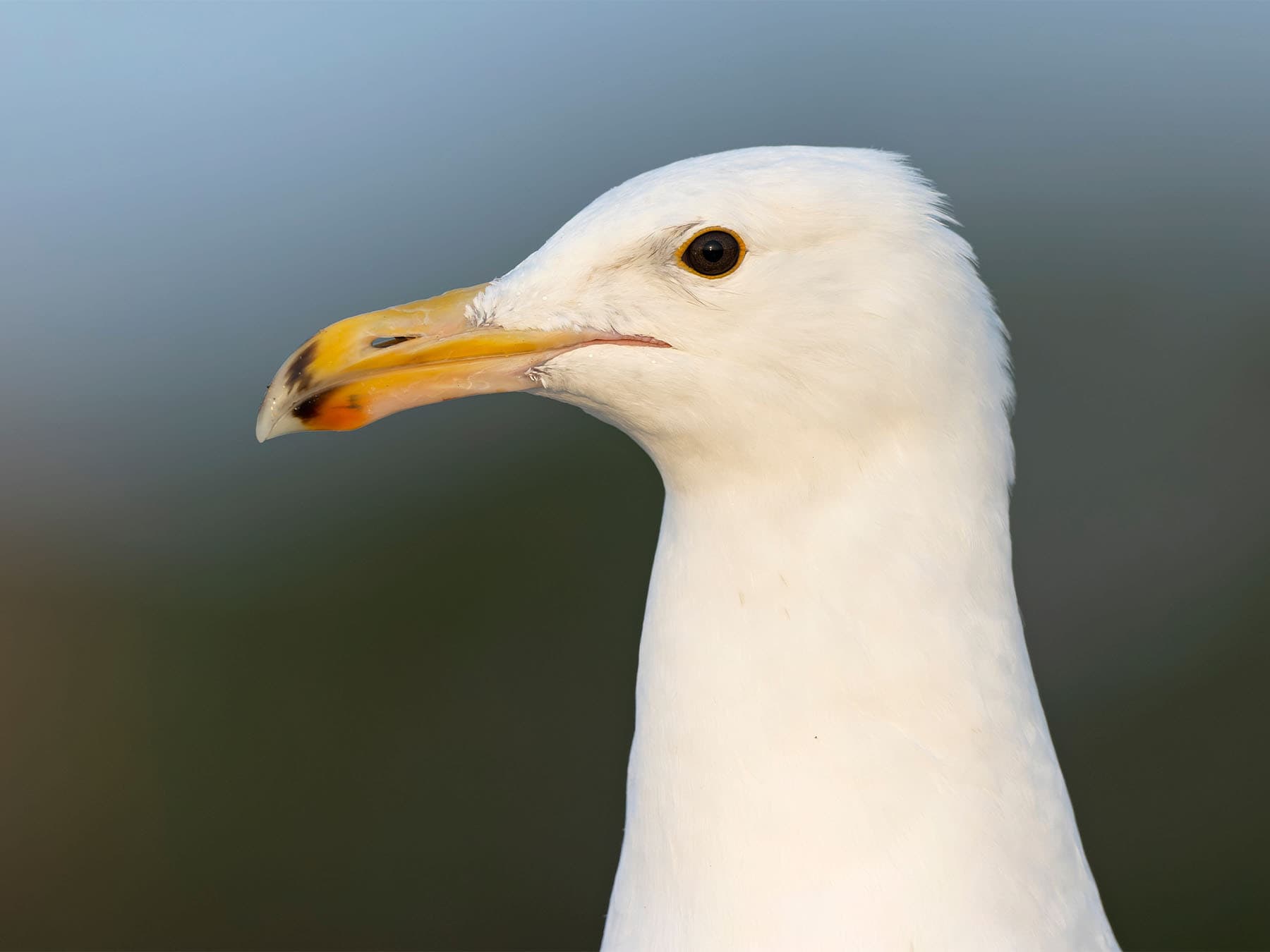 American Herring Gull | Birdfact