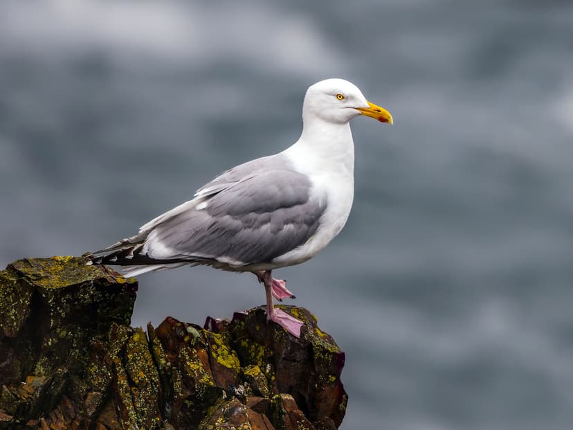 American Herring Gull | Birdfact