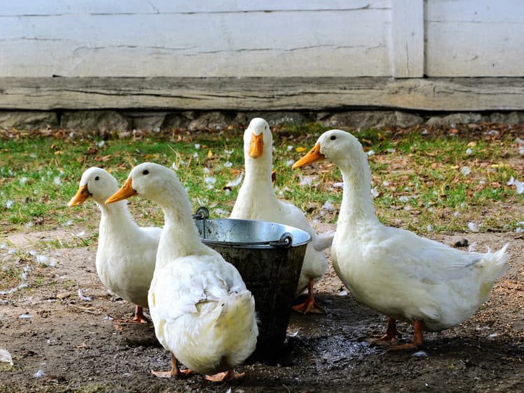 How Long Do Ducks Live? An In-depth Guide of Duck Lifespan | Birdfact