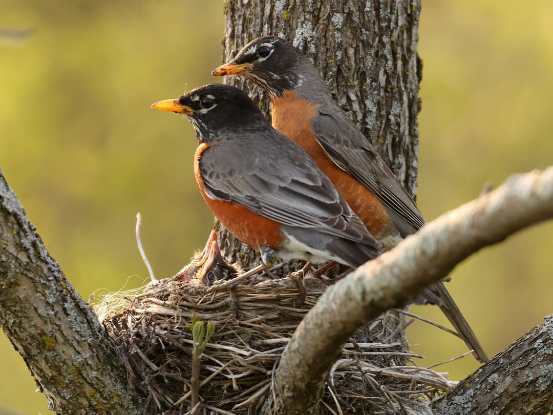 American Robin | Birdfact