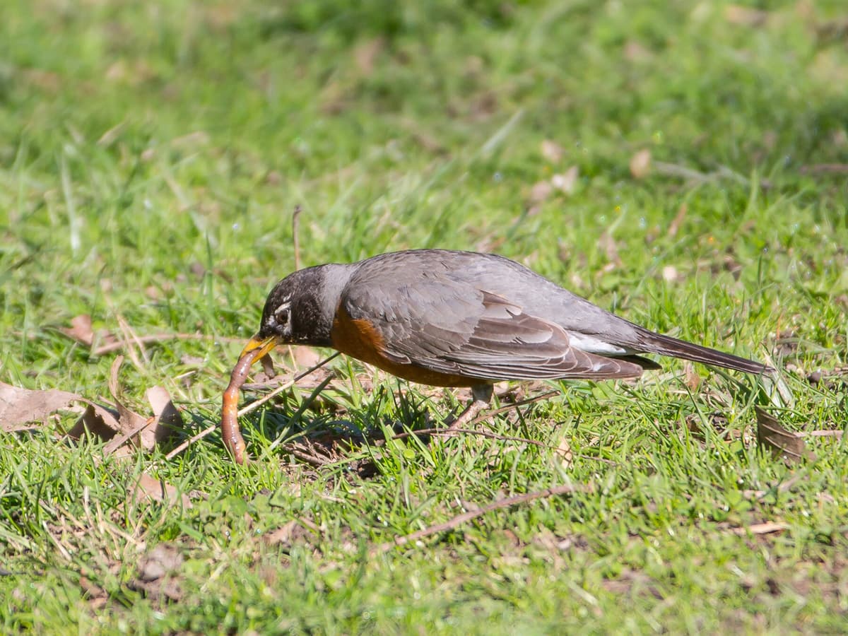 How Do Birds Find Worms? (Complete Guide) | Birdfact