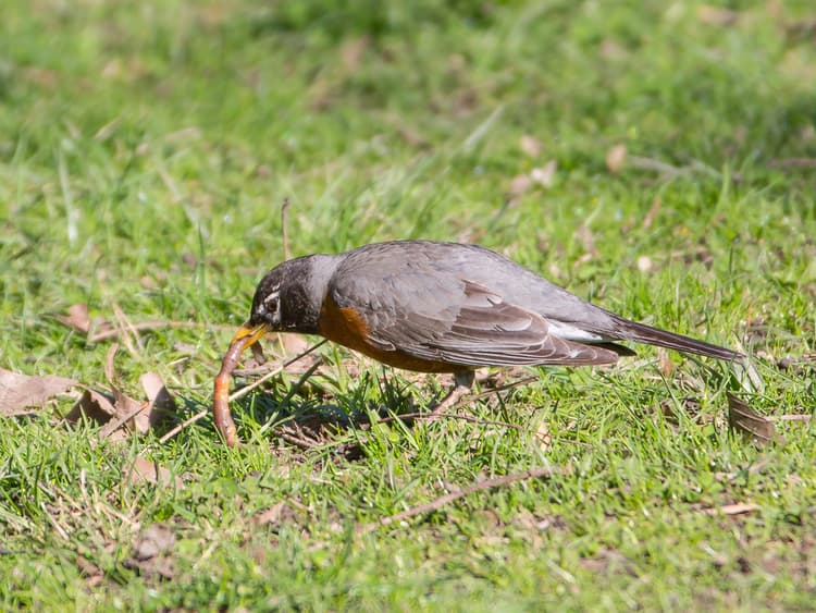 How Do Birds Find Worms? (Complete Guide) | Birdfact