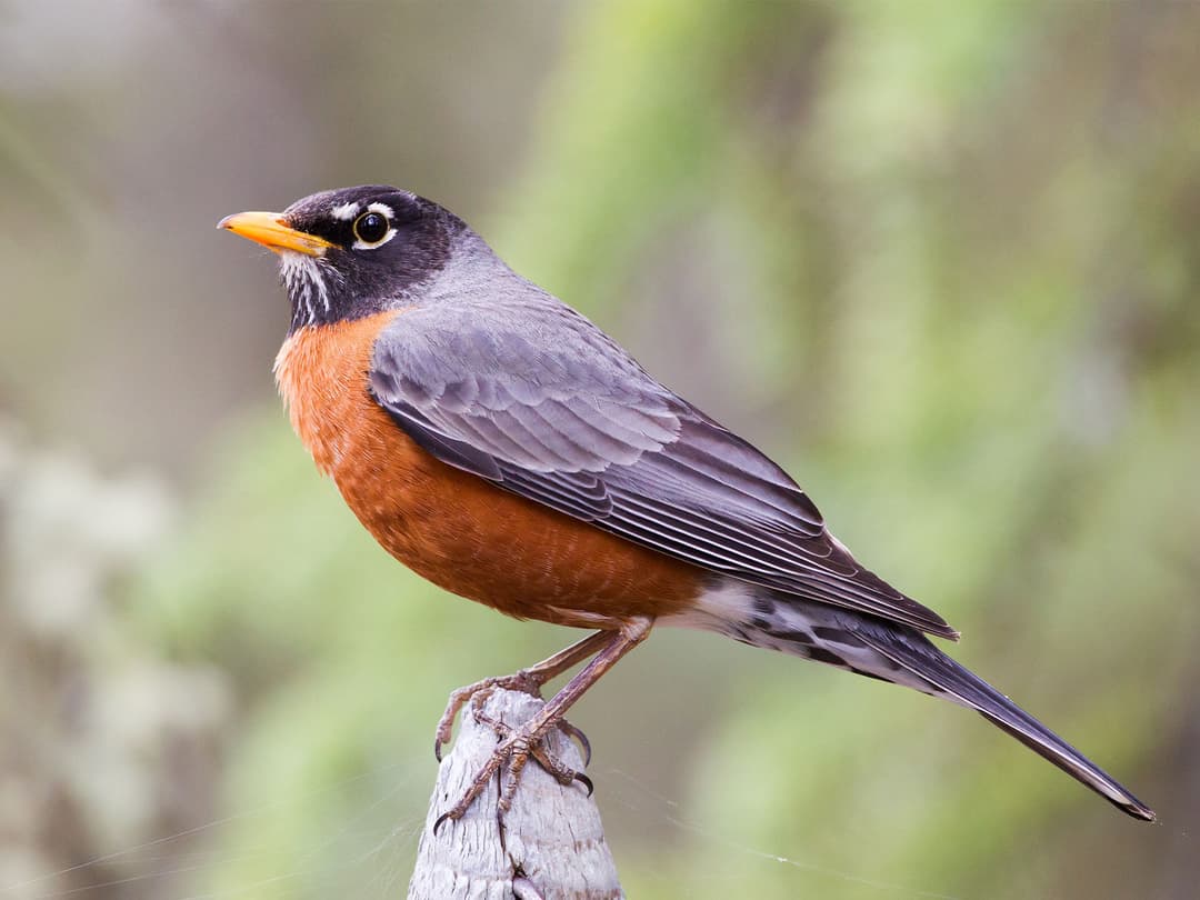 American Robin Nesting: Habits, Eggs, Nest Sites & Season Guide | Birdfact