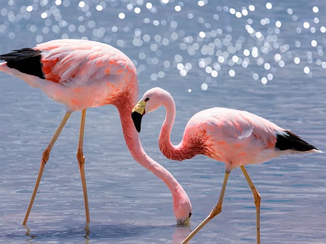 Flamingo Migration: All About The Great Pink Voyage | Birdfact