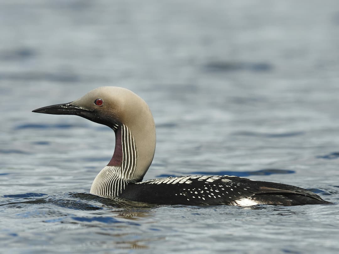 Birds in Northern Ireland | Birdfact