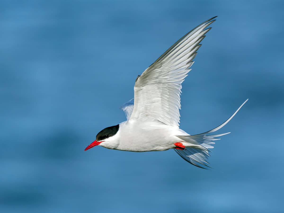 navigational techniques | Birdfact