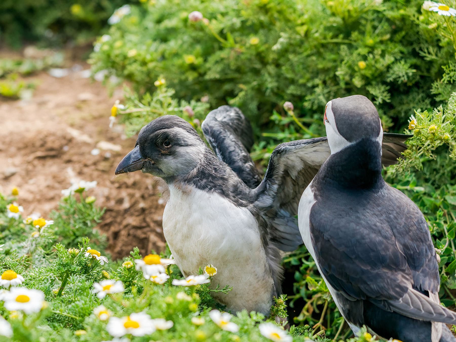 Baby Puffins (Pufflings) (Complete Guide with Pictures) | Birdfact