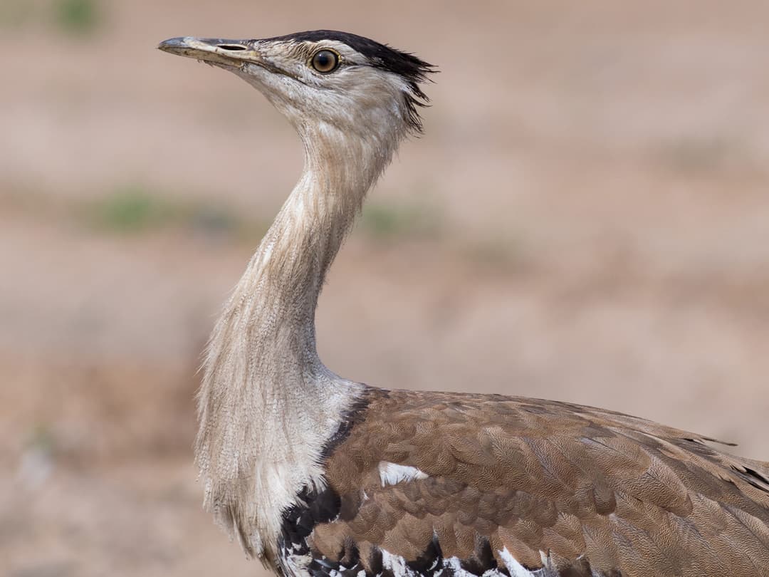 Australian Bustard | Birdfact