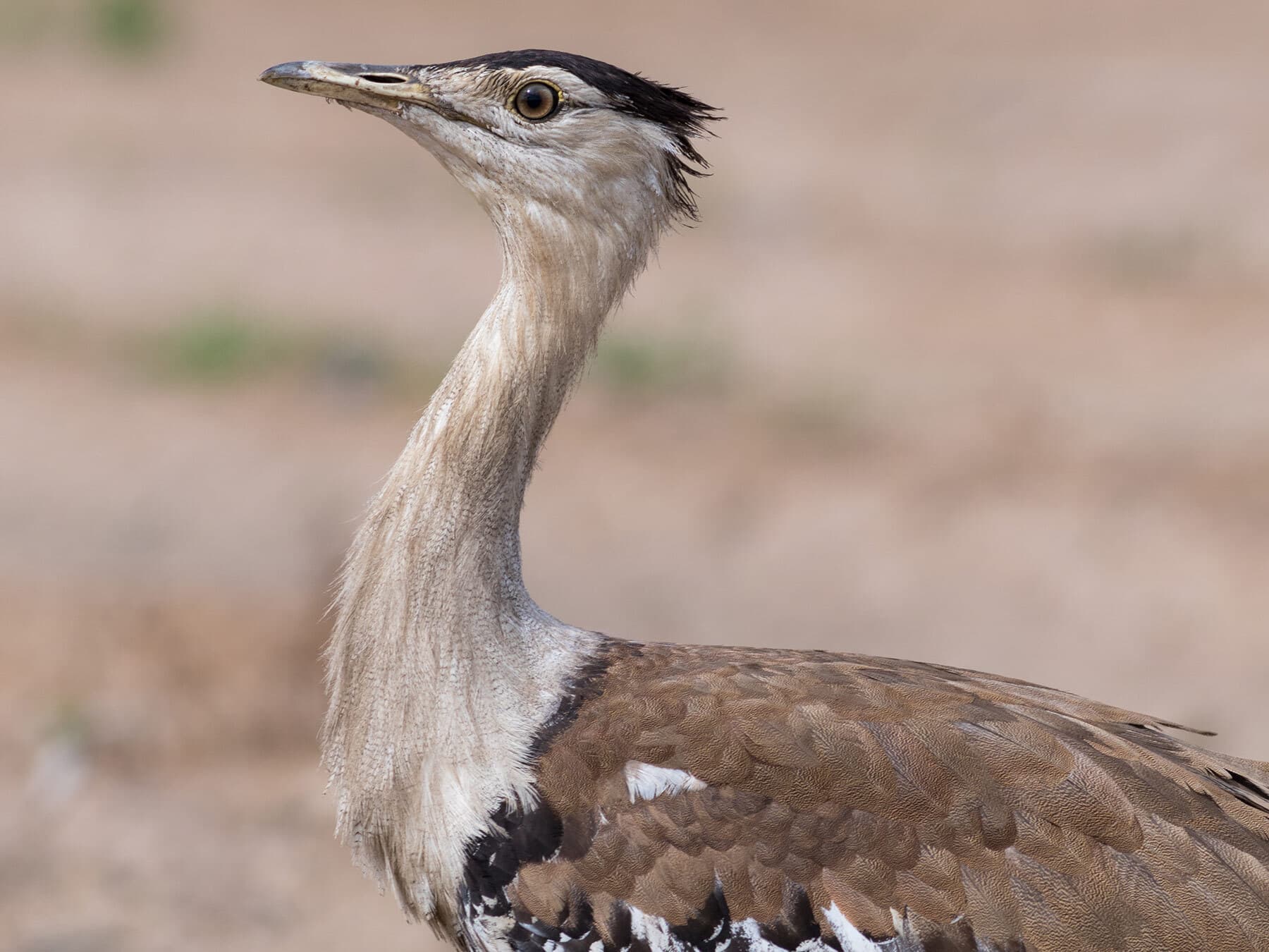 Australian Bustard | Birdfact