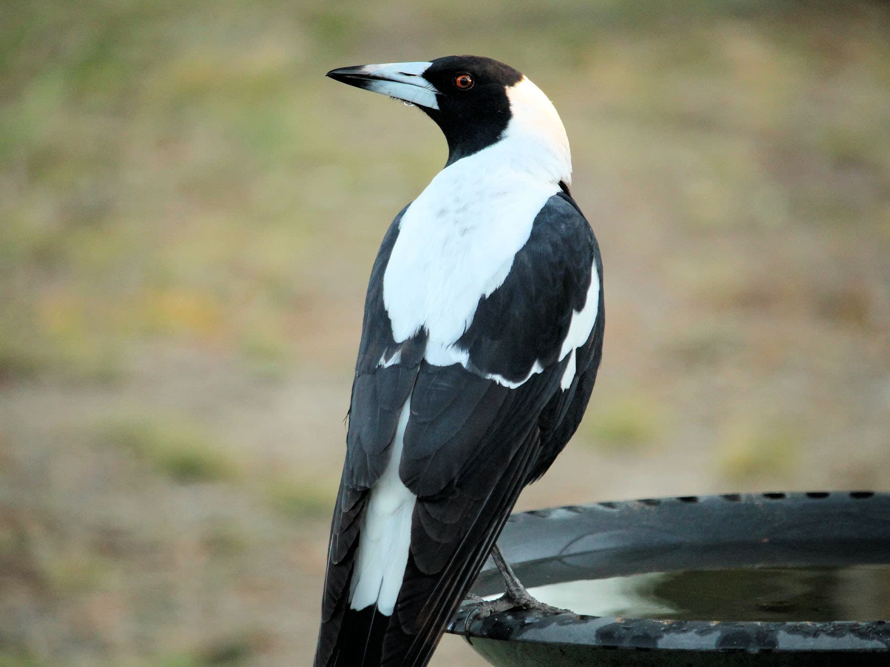 Australian Magpie | Birdfact