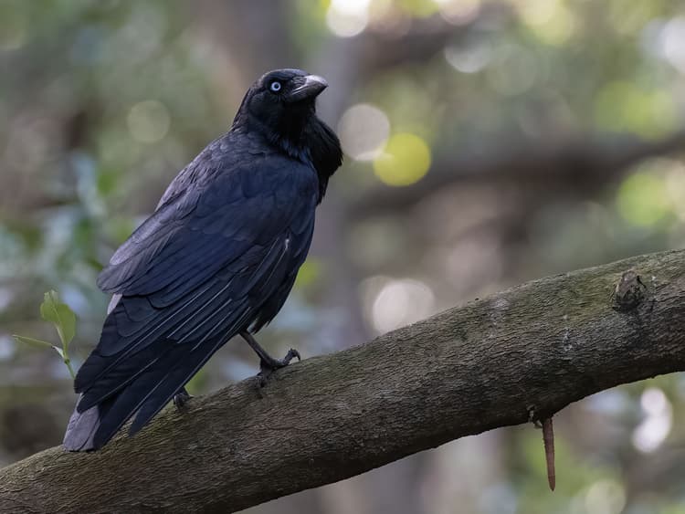 Australian Raven | Birdfact