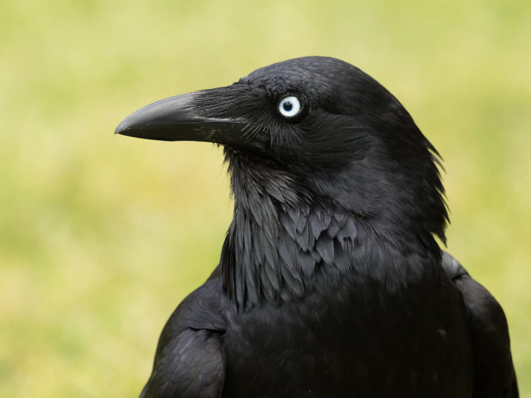 Australian Raven | Birdfact