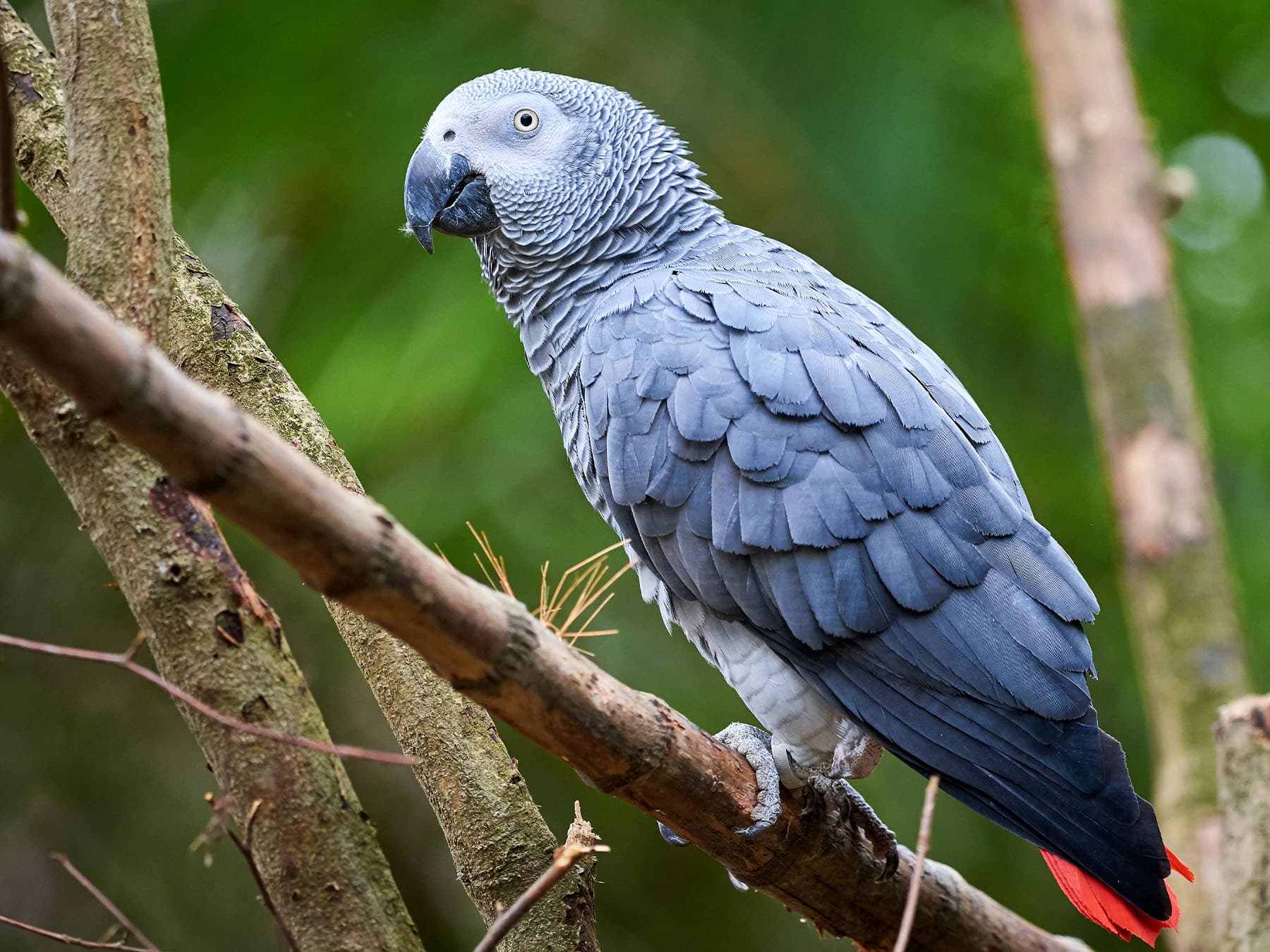 avian brain structure and functions | Birdfact