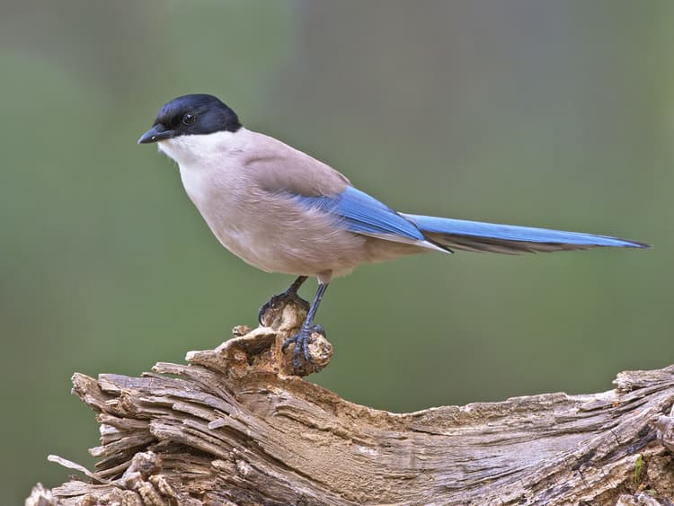 cooperative breeding and communities | Birdfact