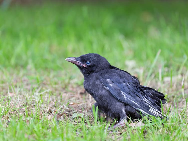 Baby Crows: All You Need to Know (with Pictures) | Birdfact