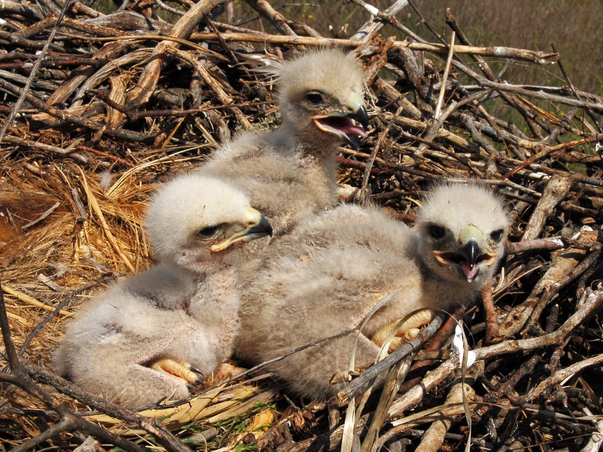 Baby Eagles: All You Need To Know (with Pictures) | Birdfact