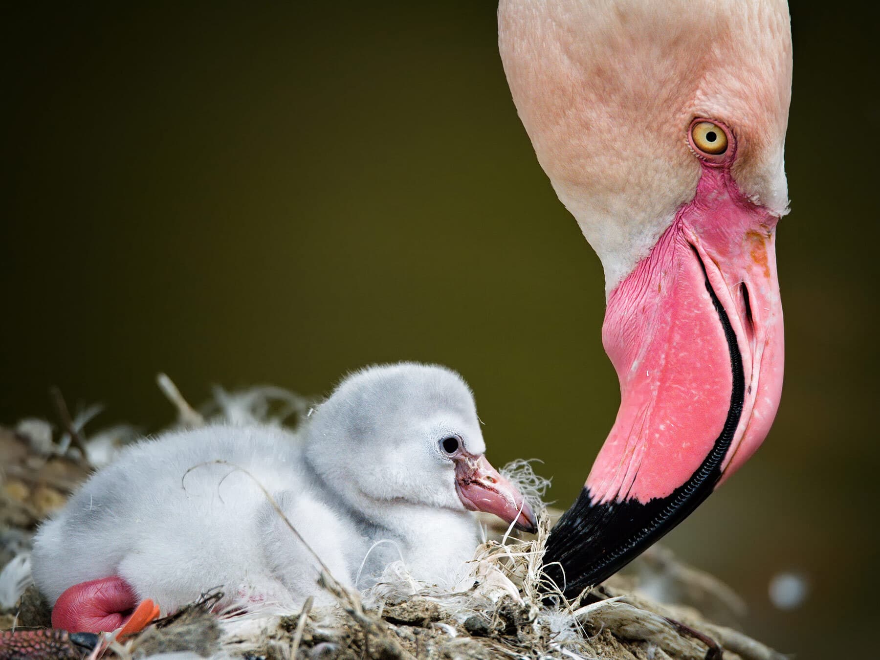 Baby Flamingos: Everything You Need To Know (with Pictures) | Birdfact
