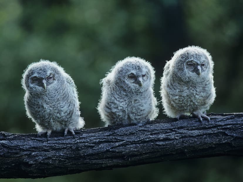 Baby Owls: All You Need To Know (with Pictures) | Birdfact