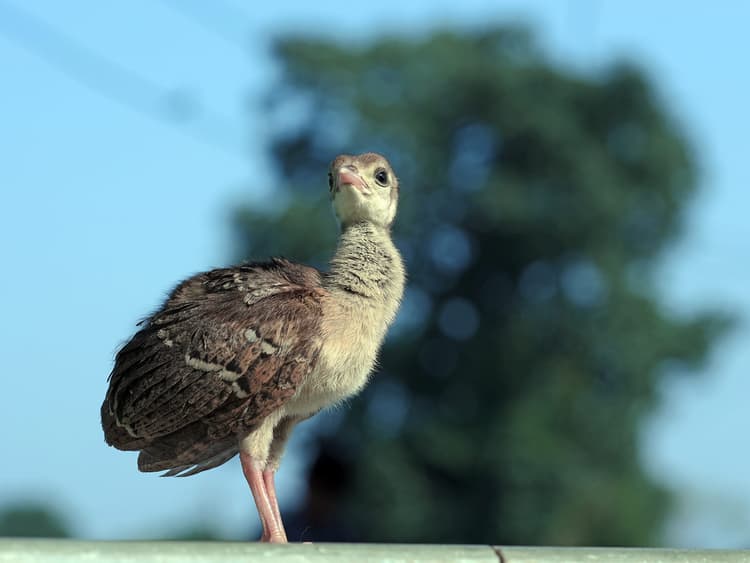 Baby Peacocks: All You Need To Know (with Pictures) | Birdfact