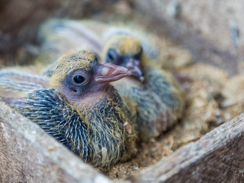 Baby Pigeons: All You Need To Know (With Pictures) | Birdfact
