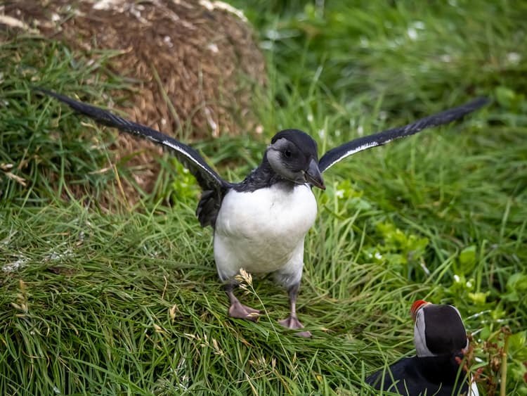 Do Puffins Mate For Life? (Behavior, Courtship + FAQs) | Birdfact