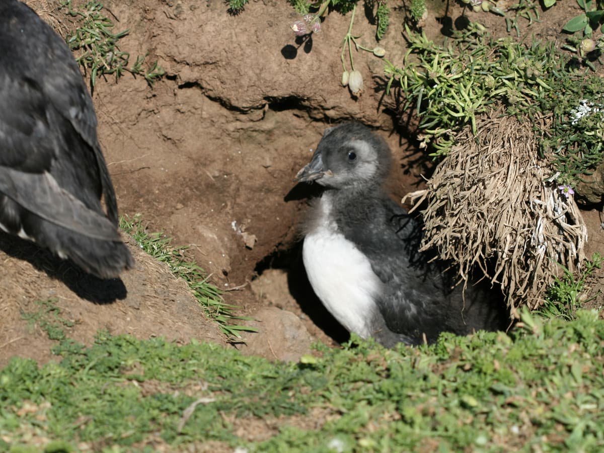 Baby Puffins (Pufflings) (Complete Guide with Pictures) | Birdfact