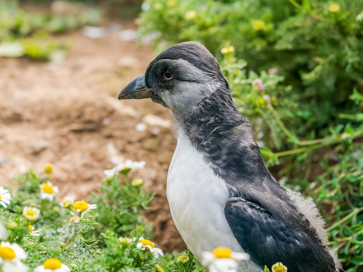 Baby Puffins (Pufflings) (Complete Guide with Pictures) | Birdfact
