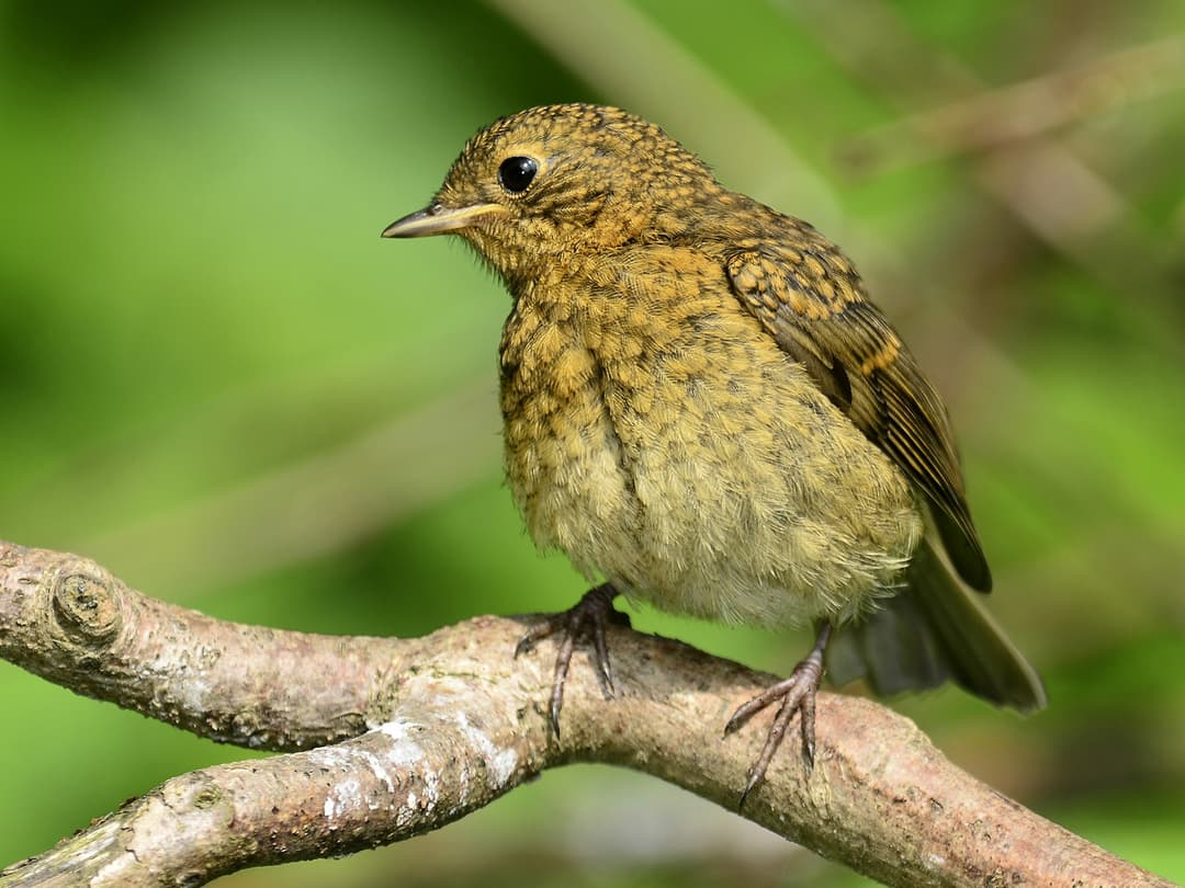 How Long Do Robins Live? (European Robin Lifespan) | Birdfact