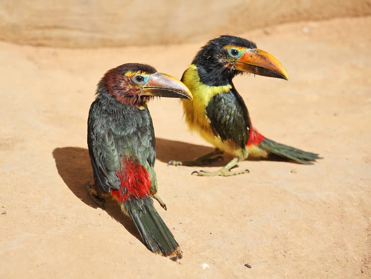 Baby Toucans: All You Need to Know (with Pictures) | Birdfact