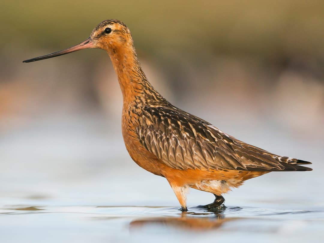 Bar-tailed Godwit | Birdfact