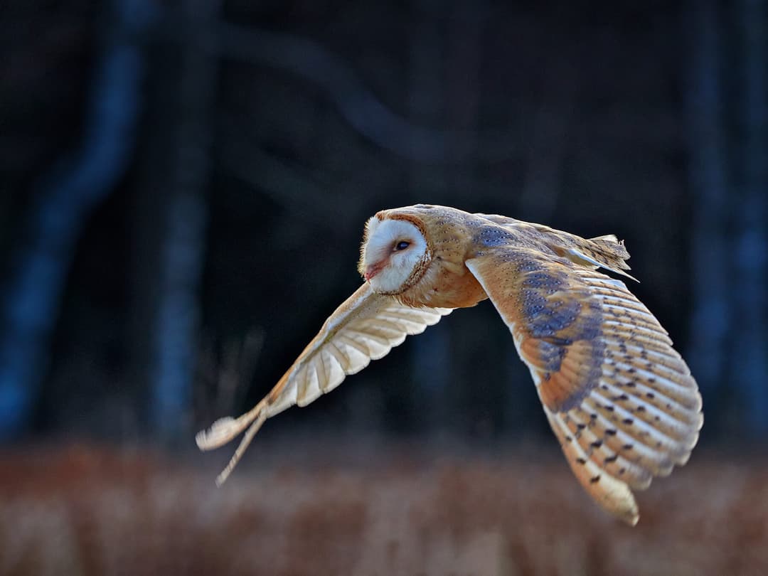 Barn Owl Nesting: Complete Guide | Birdfact