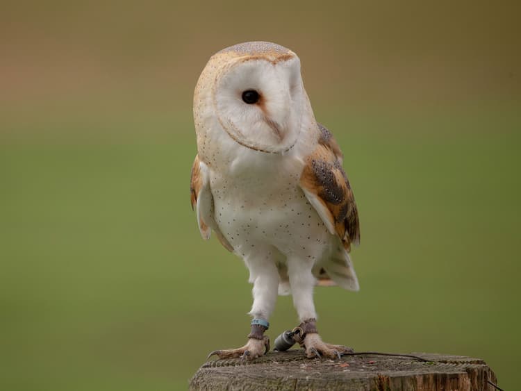 Owl Legs: Anatomy, Adaptive Advantages + FAQs | Birdfact