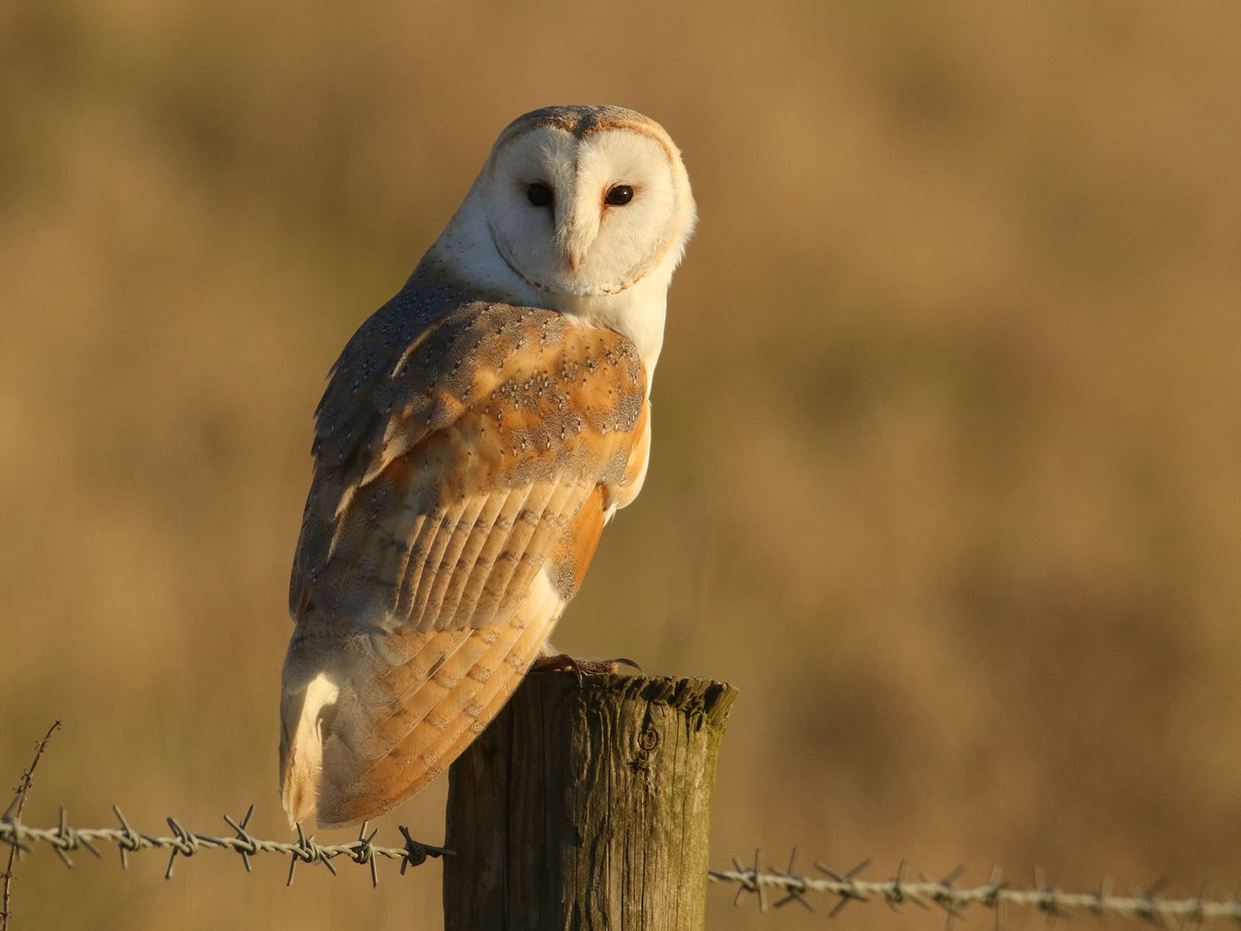 Barn Owl | Birdfact