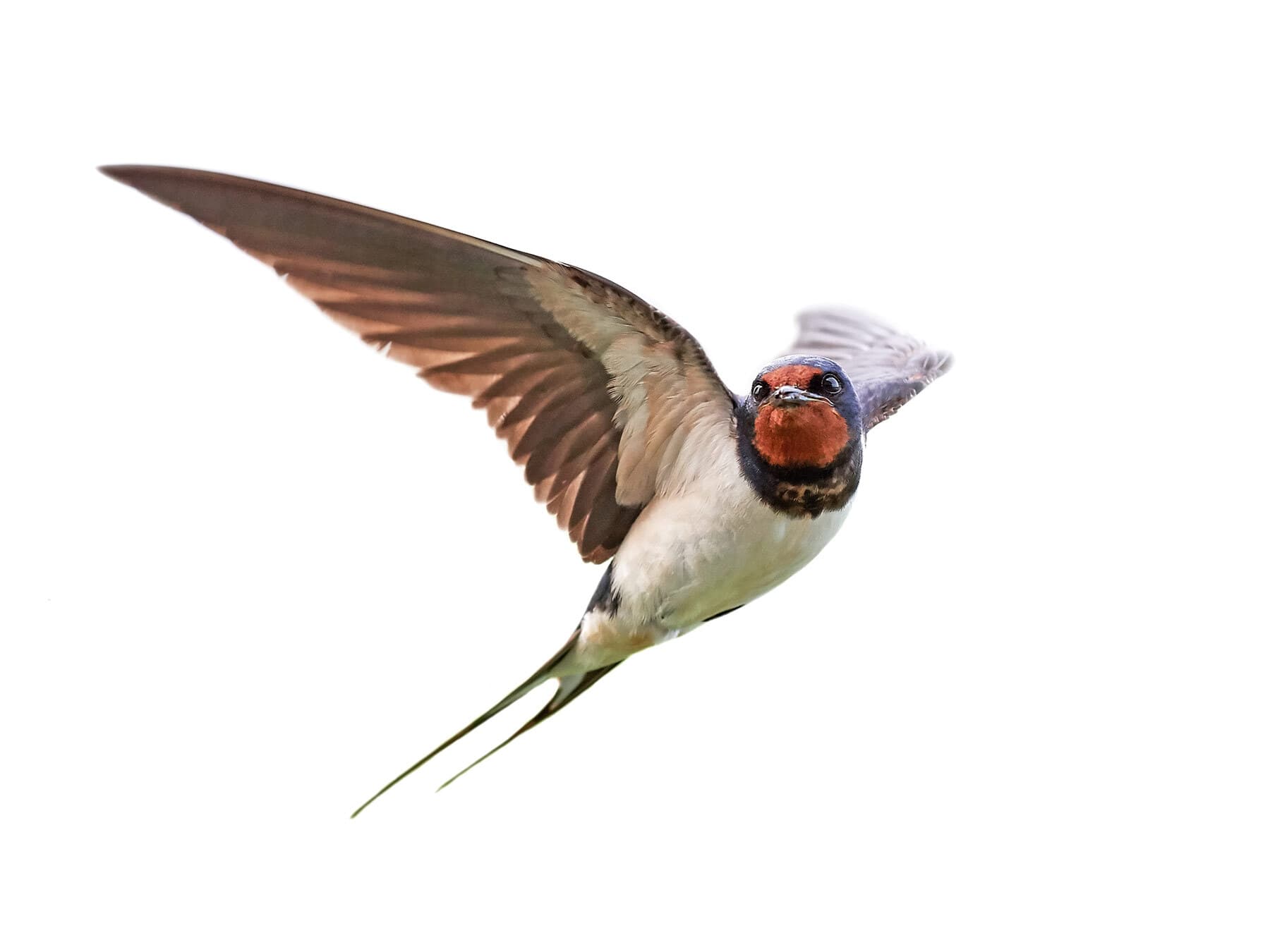Barn Swallow Migration: Routes, Timing & Distances Explained | Birdfact