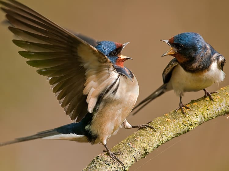 Barn Swallow | Birdfact