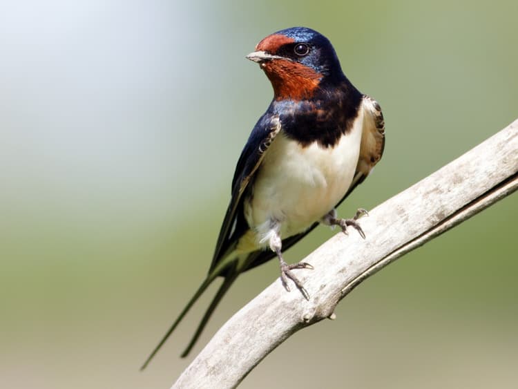 Barn Swallow Migration: Routes, Timing & Distances Explained | Birdfact